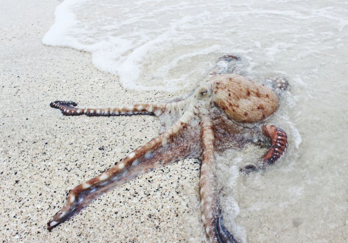 Kraken CEO Jesse Powell stepped down Sept. 21, raising questions ...