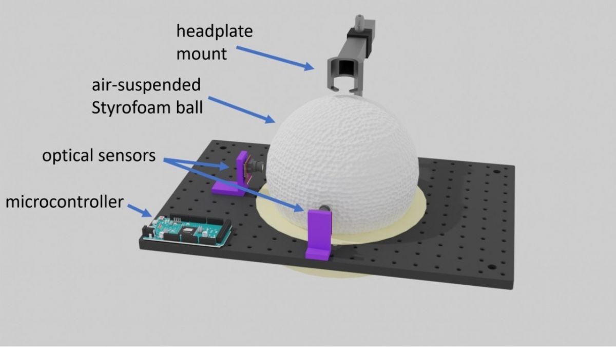 Researchers have developed VR headset for mice | Metaverse Post